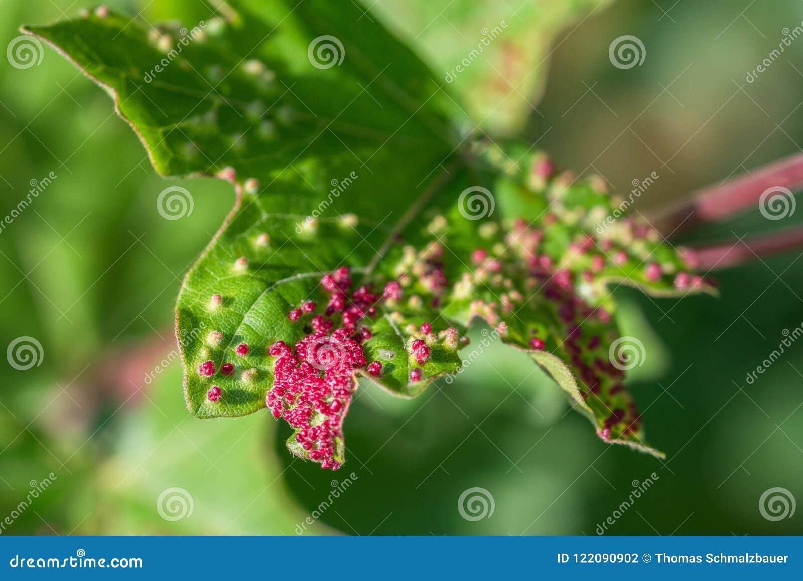 Maple Tree Infested With Gall Mites Royalty-Free Stock Image ...
