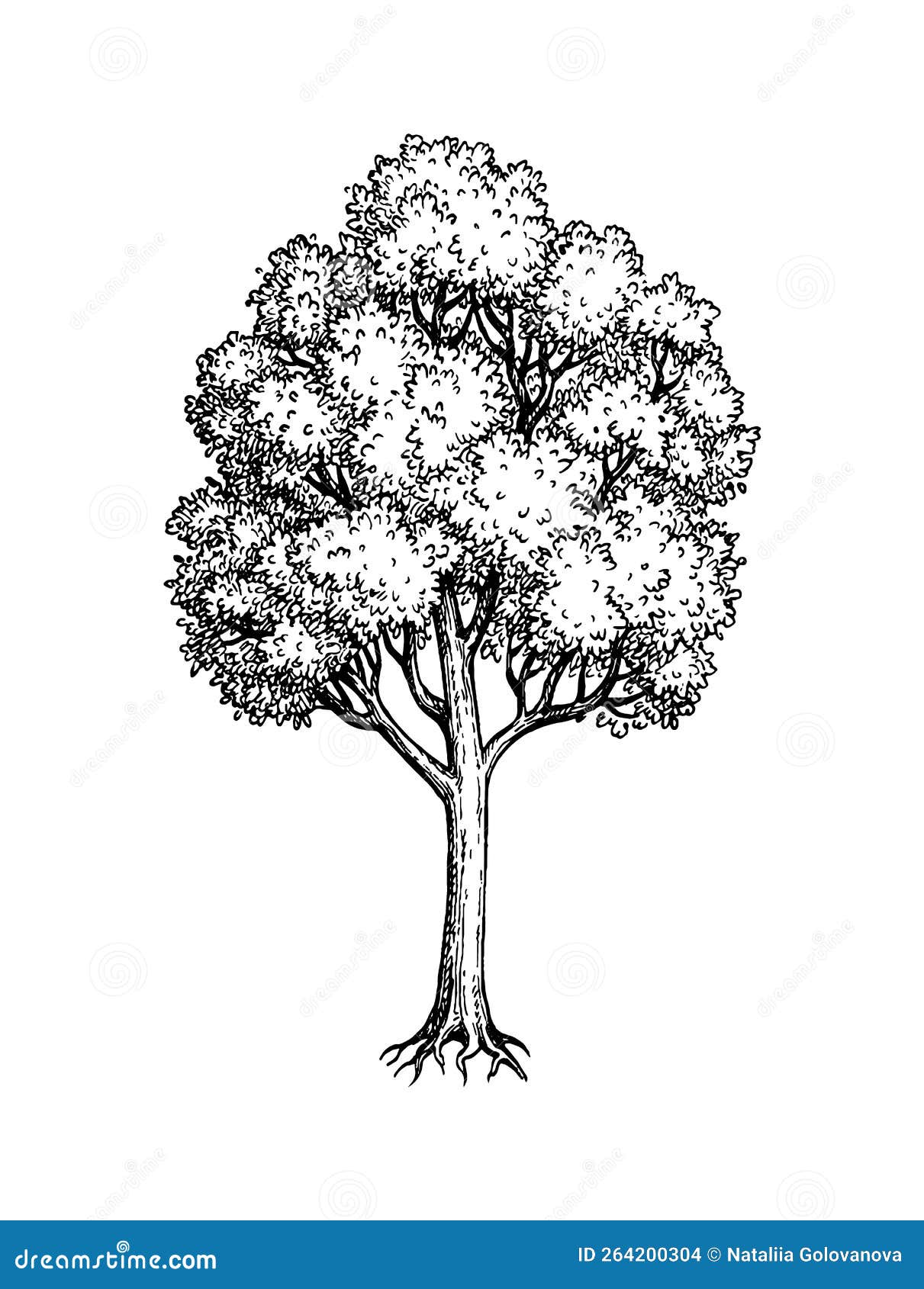 Maple tree ink sketch. stock vector. Illustration of retro - 264200304