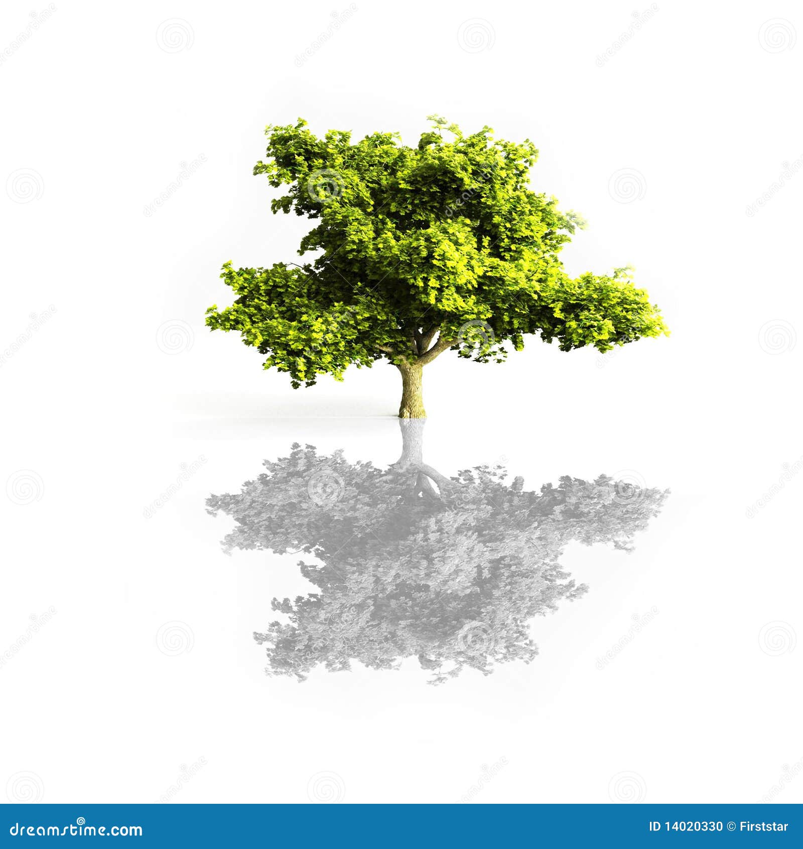 Maple tree isolated stock photo. Image of leafy, environment - 14020330
