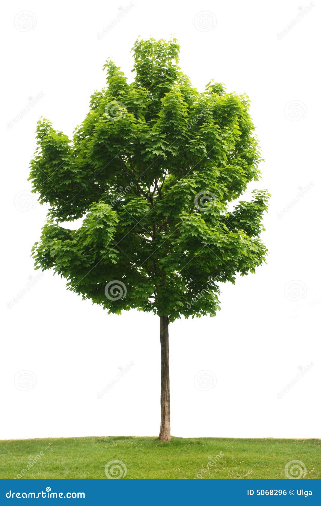 Maple tree isolated stock photo. Image of ecology, background - 5068296