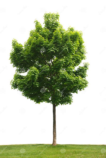 Maple tree isolated stock photo. Image of ecology, background - 5068296