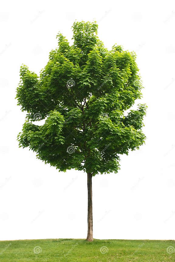 Maple tree isolated stock photo. Image of ecology, background - 5068296