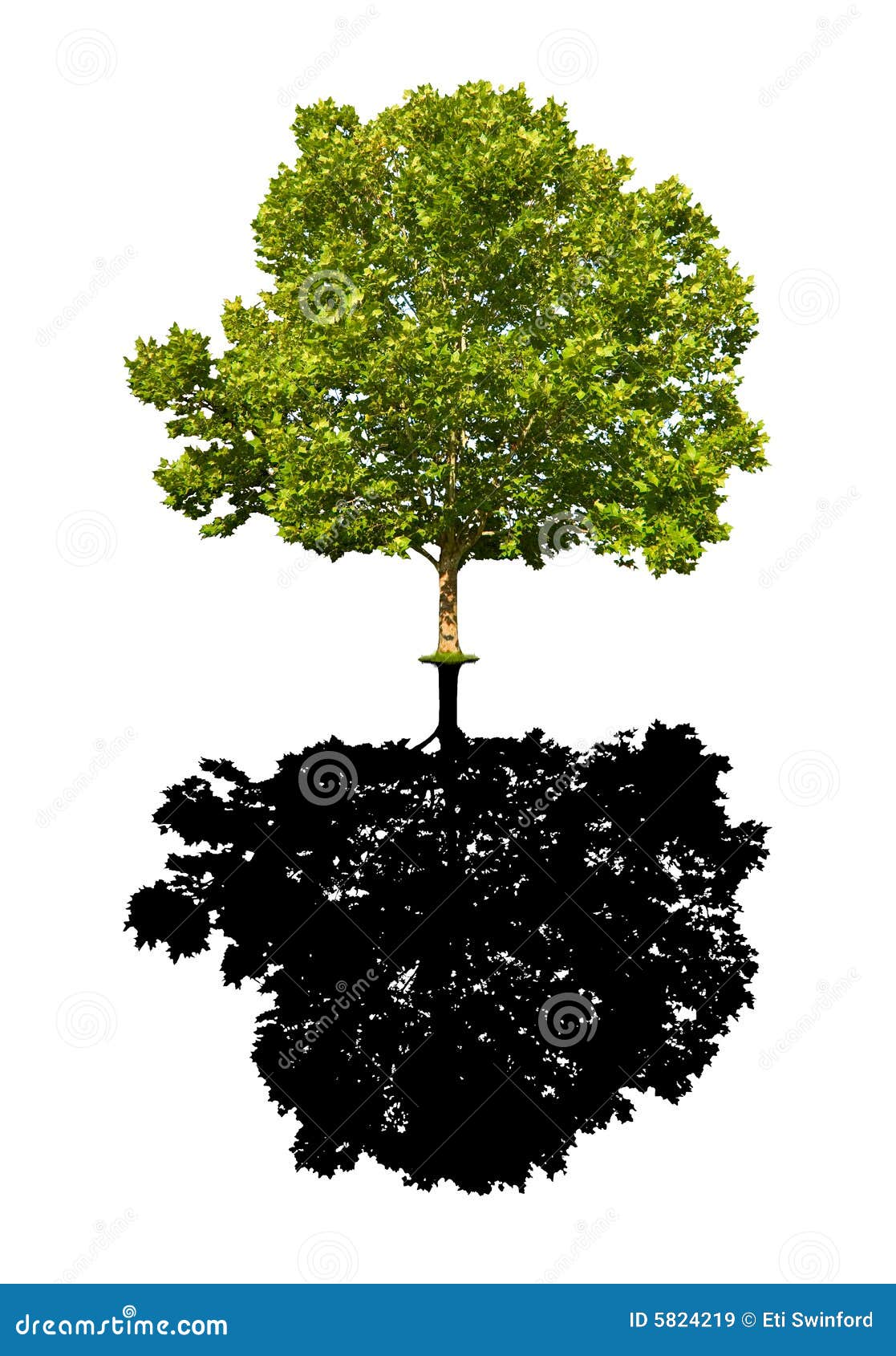 Maple tree isolated stock image. Image of forest, scene - 5824219