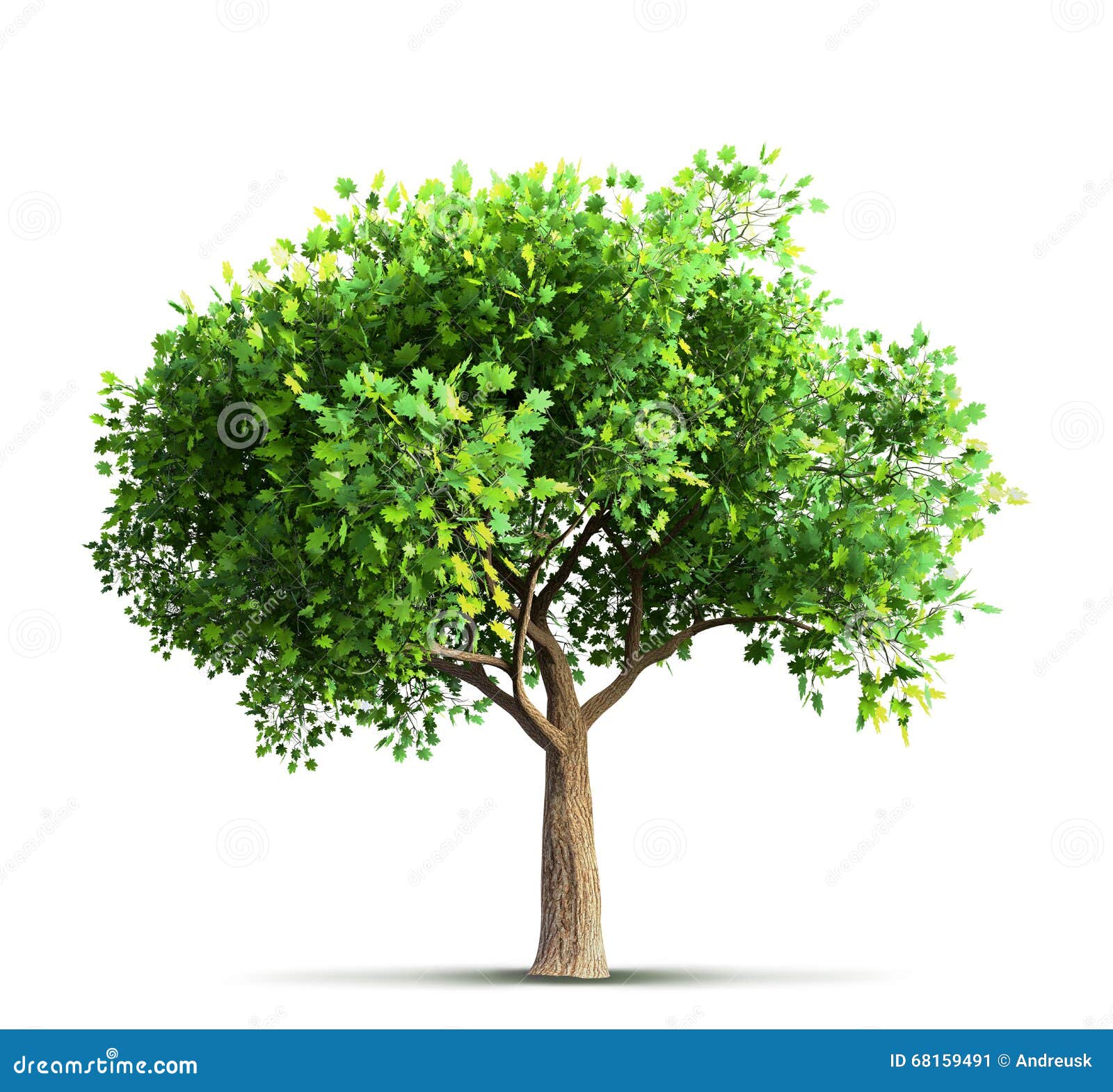 Maple tree isolated stock illustration. Illustration of nature - 68159491