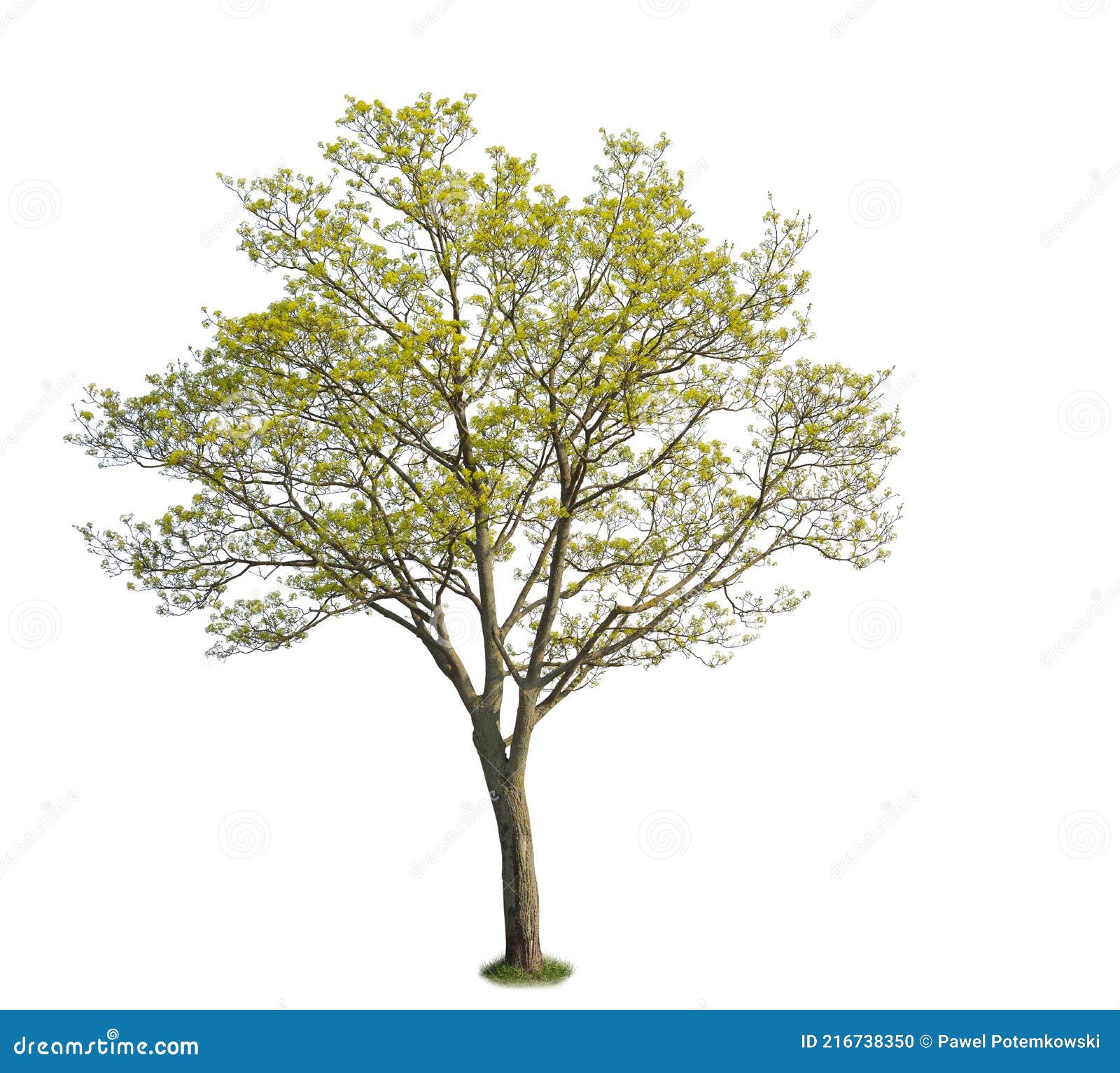 A Maple Tree Isolated on White Background Stock Photo - Image of golden ...