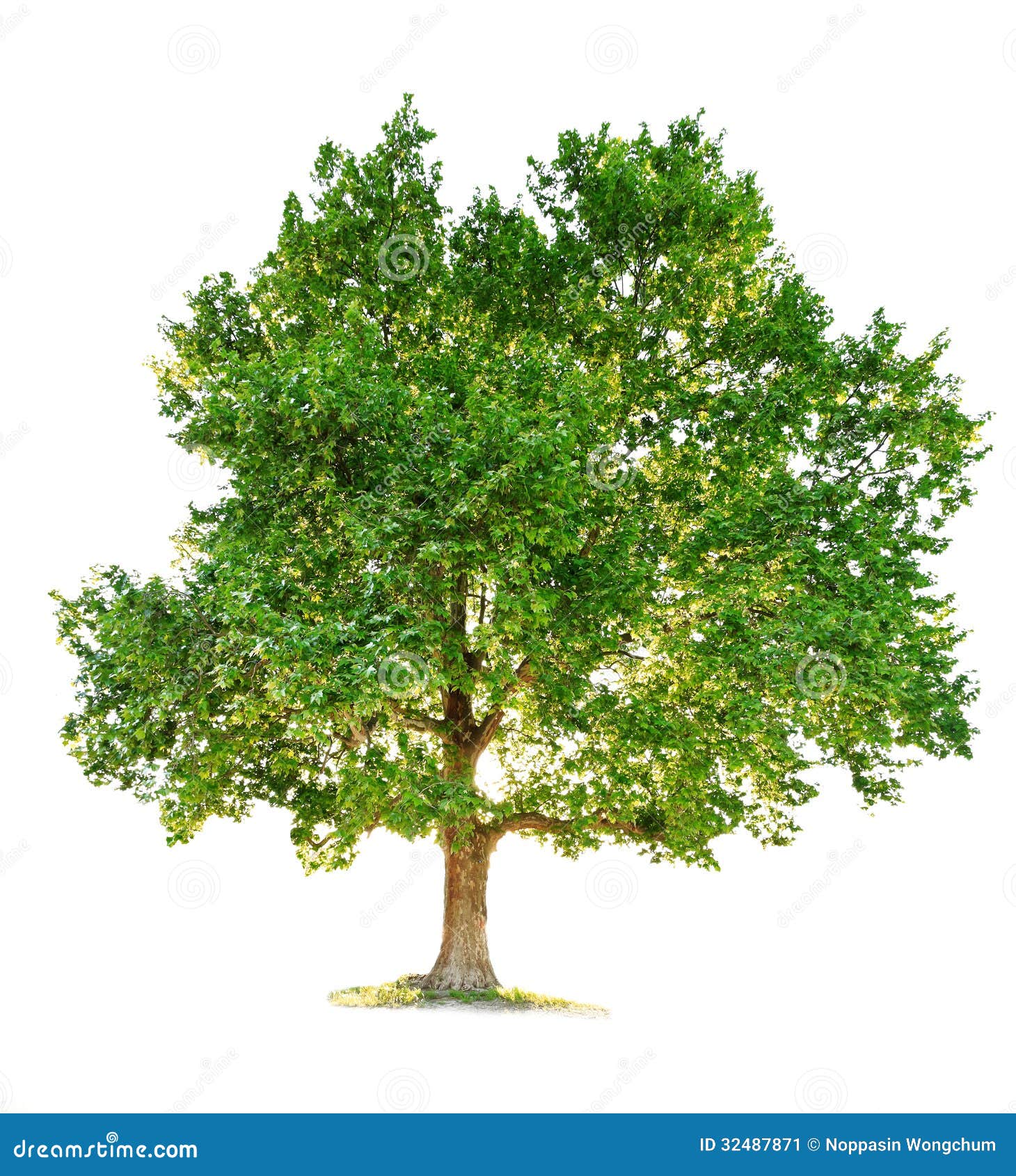 Tree isolated stock image. Image of natural, tree, wooden - 32487871