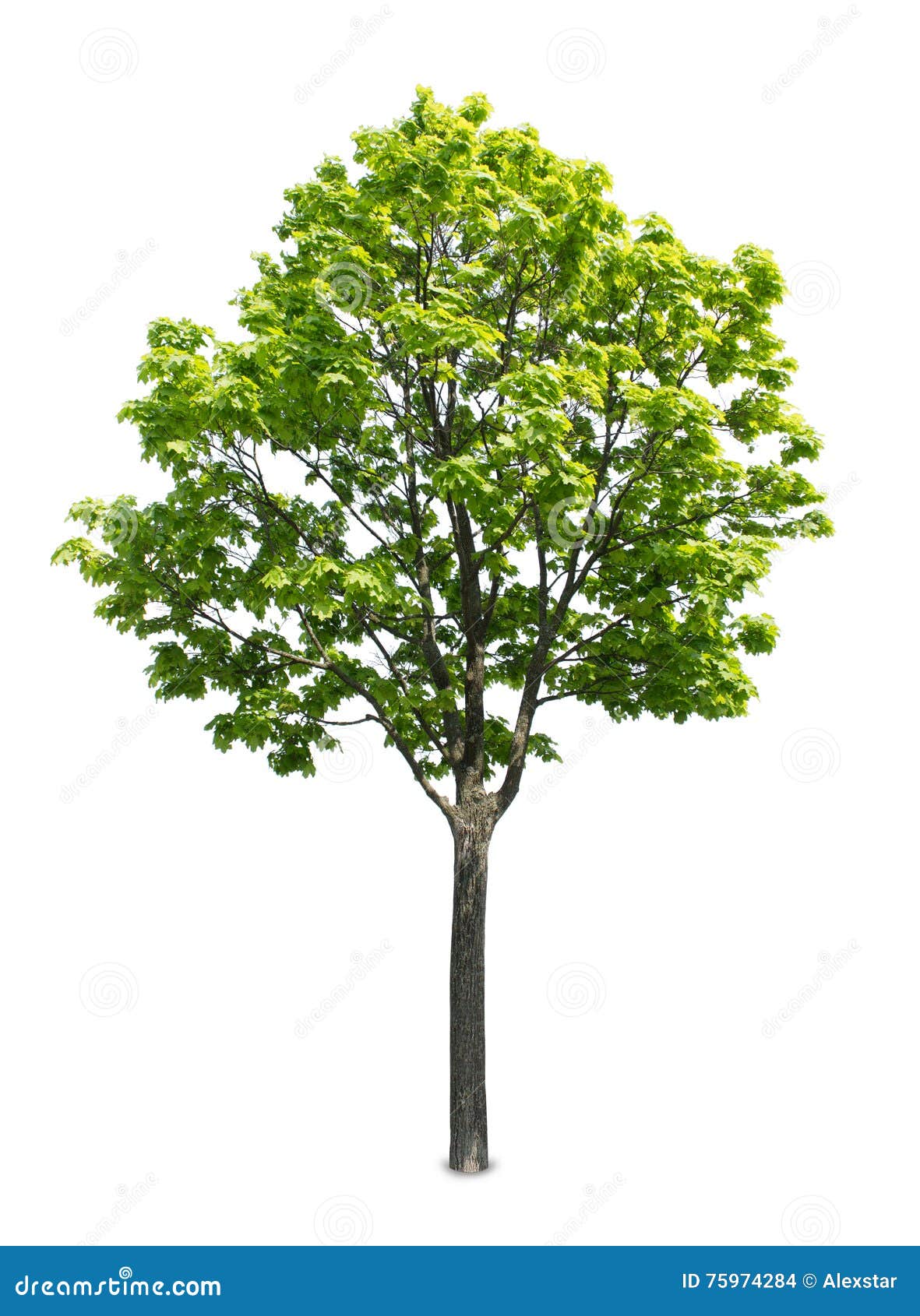 Maple Tree Yellow Leaved, Cut Out Tree Isolated On White Background ...