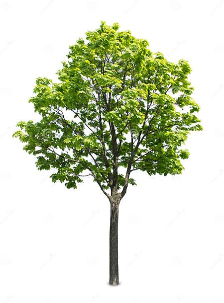 Maple tree stock photo. Image of outdoors, nature, spring - 75974284