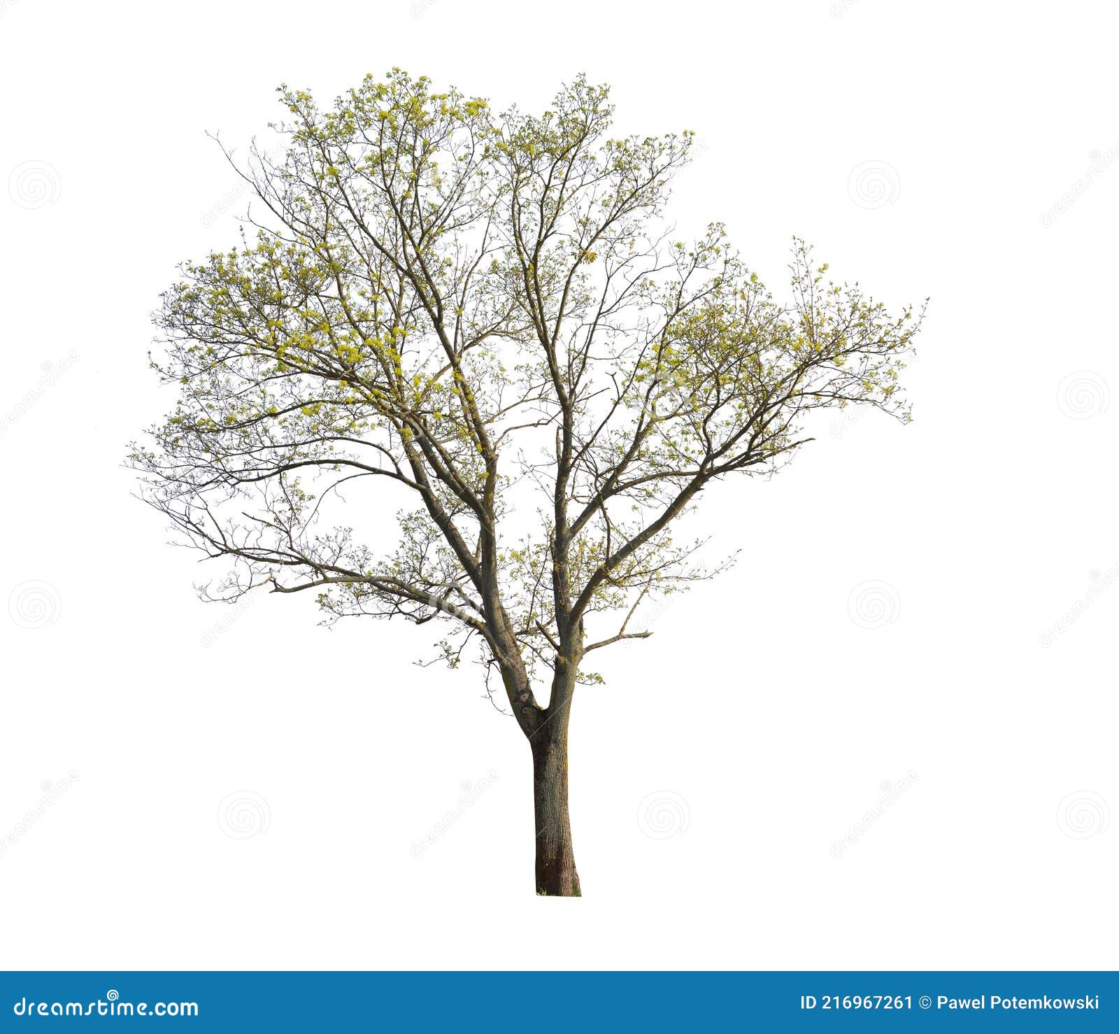 Maple Tree Isolated on White Background, Cut Out Tree Stock Image ...