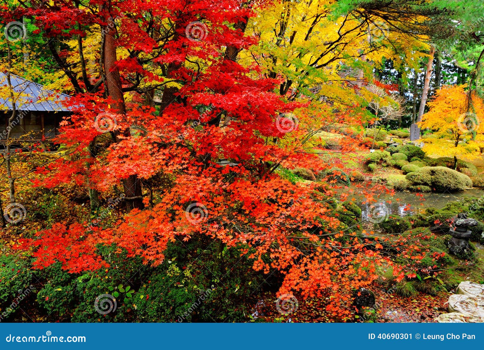 Maple Tree in Japanese Garden Stock Image - Image of reflections ...