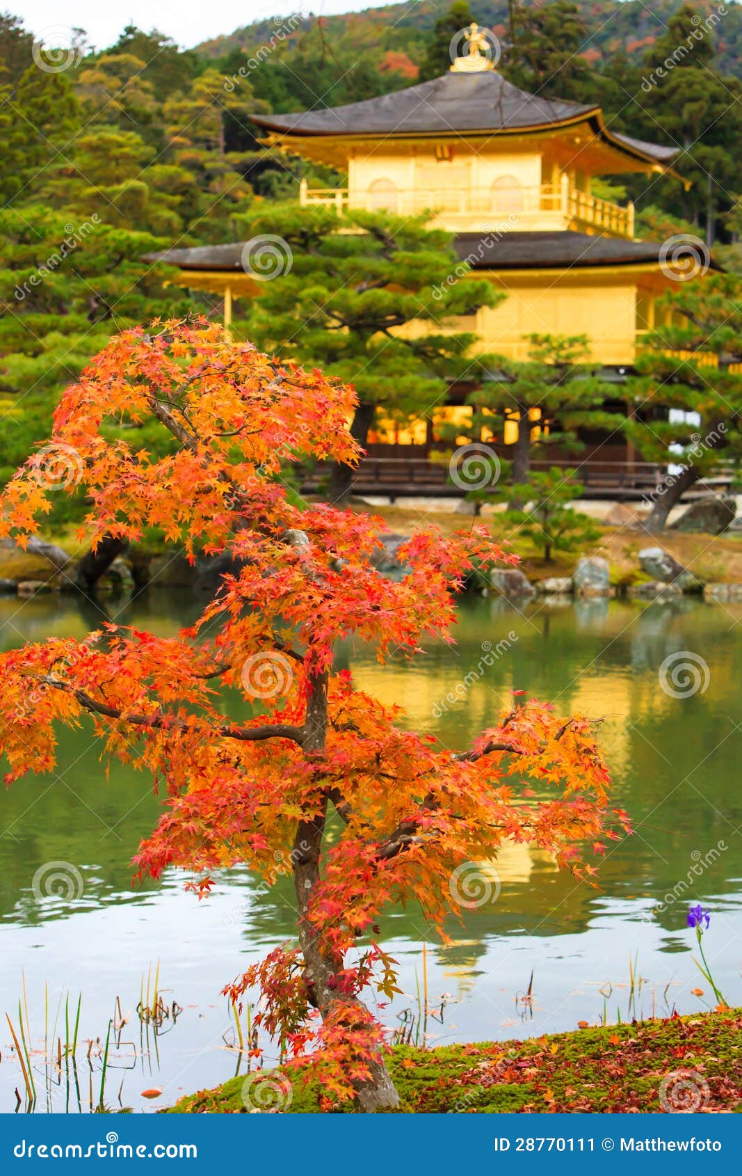 Maple Tree at Kinkakuji Temple Stock Image - Image of famous, landscape ...