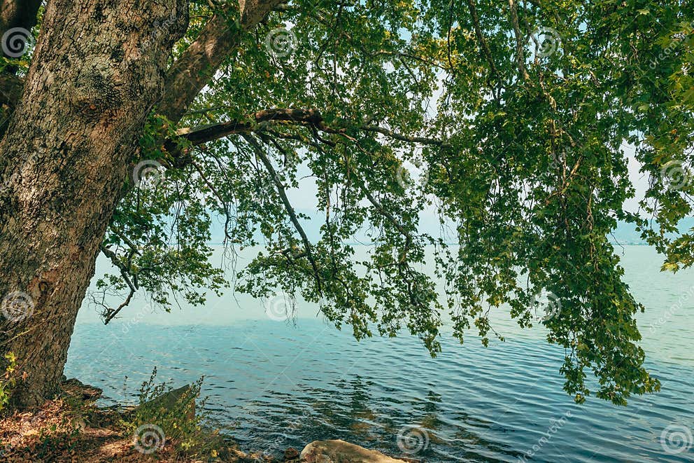 Maple Tree by the Lake Doiran in North Macedonia Stock Image - Image of ...