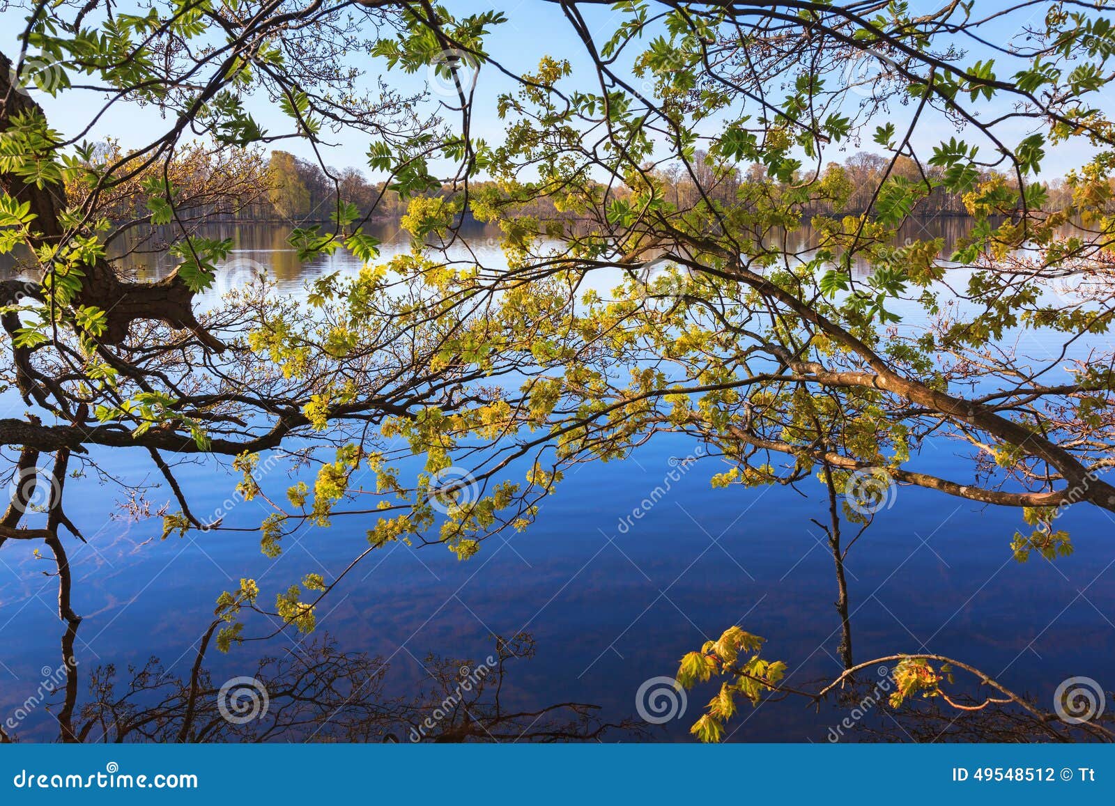 Maple tree at the lake stock photo. Image of luch, lush - 49548512