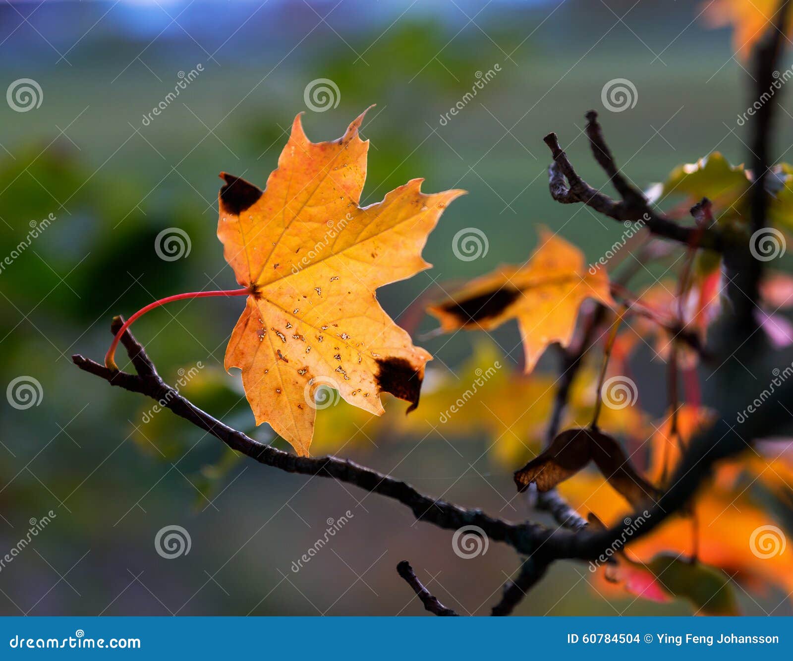 Maple tree leaf in autumn stock photo. Image of nature - 60784504