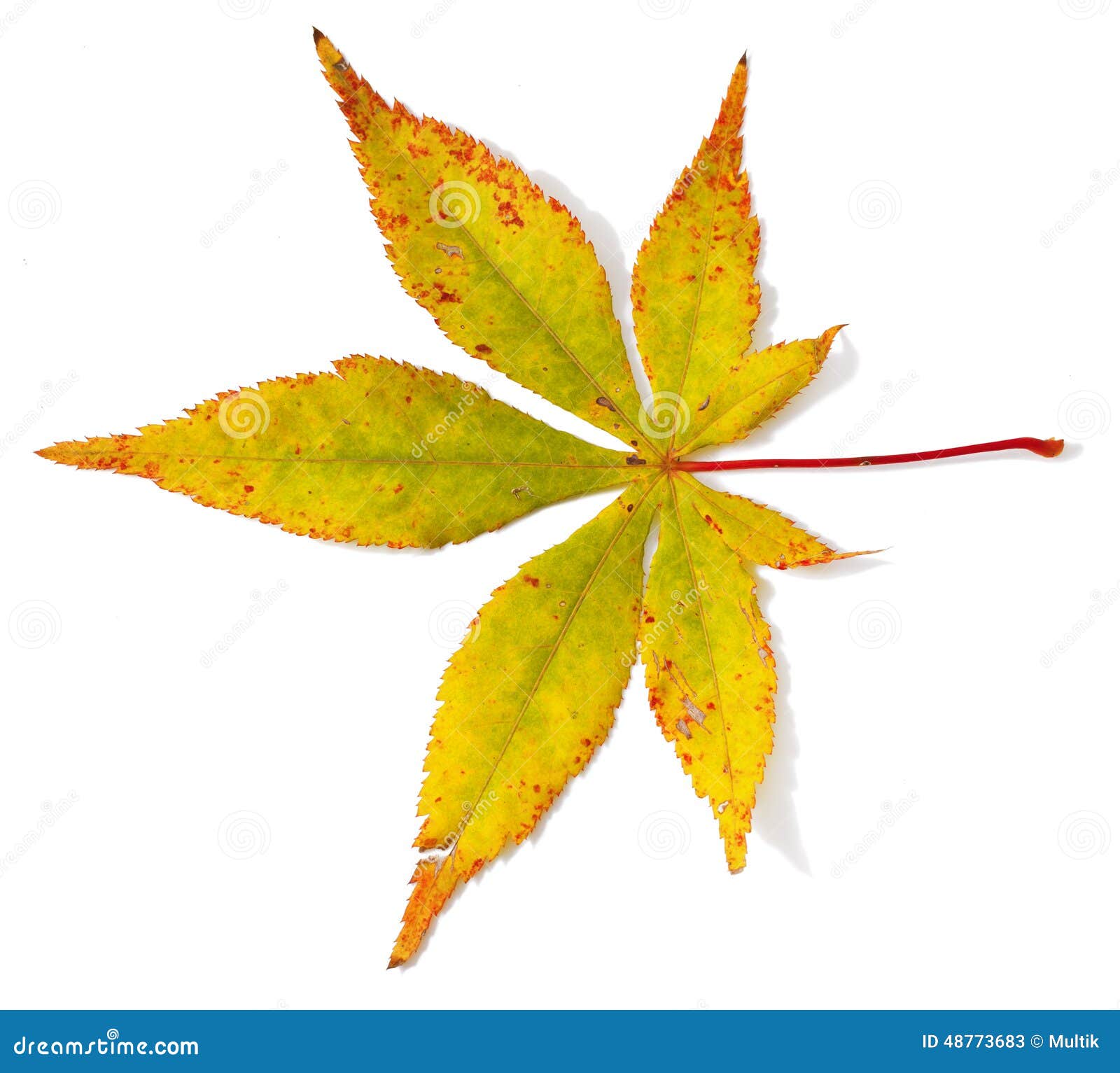 Maple tree leaf stock image. Image of bright, leafs, fresh - 48773683