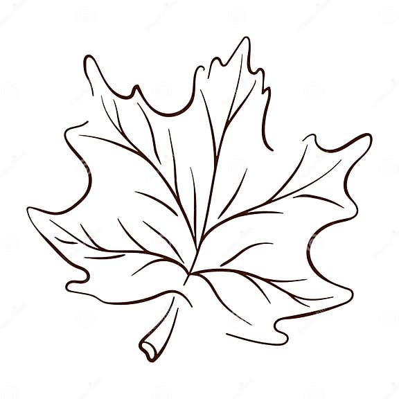 Maple Tree Leaf In Line Art Style Thanksgiving Day Autumn Season Canada Outline Symbol Stock