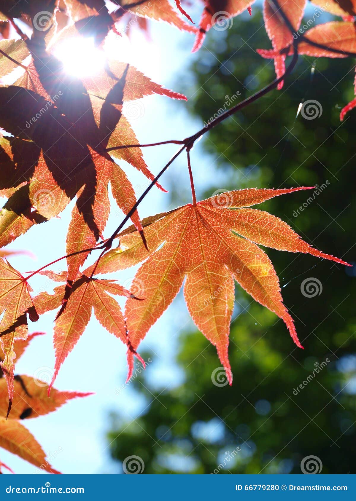 Maple tree leafs, Canada stock photo. Image of tree, leafs - 66779280