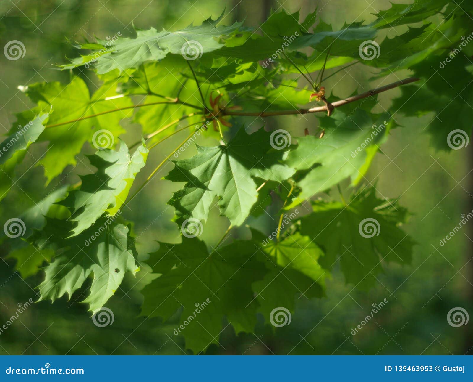 Maple in forest stock image. Image of natural, nature - 135463953