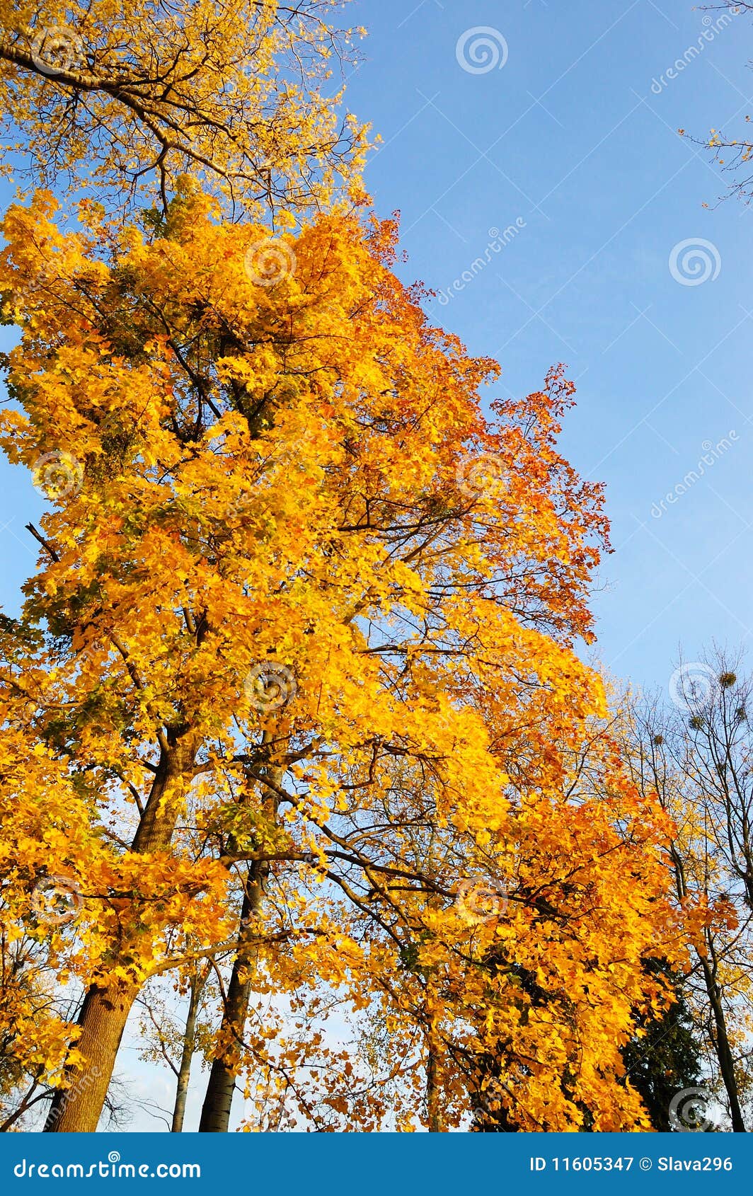 Maple Tree Leafs in Warm Autumn Colors Stock Image - Image of dusk ...