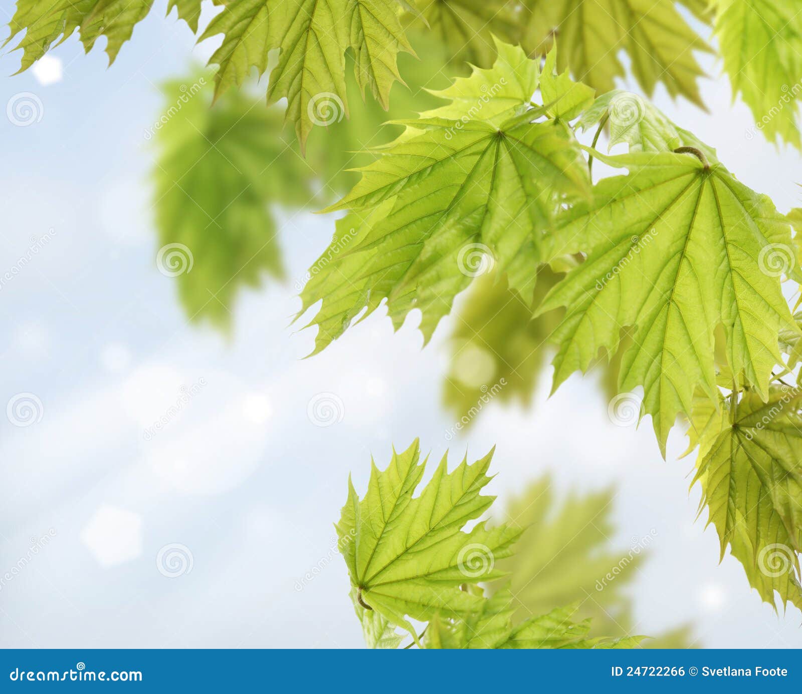 Maple Tree Leaves stock photo. Image of closeup, maple - 24722266
