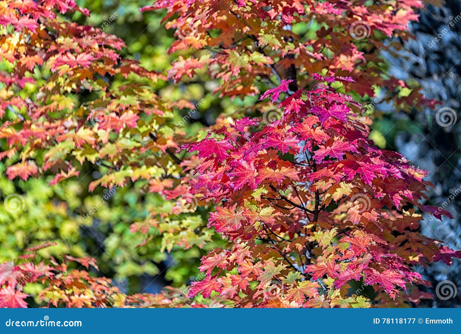 Maple Tree Leaves in Autumn Stock Image - Image of purple, tree: 78118177