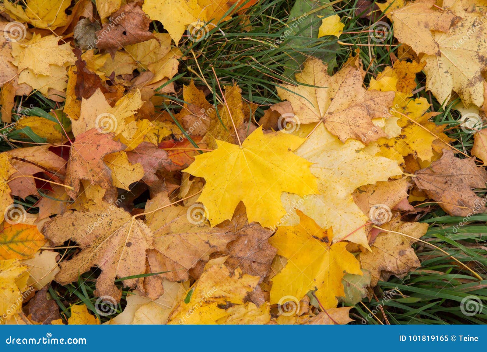 Maple tree leaves stock image. Image of colorful, environment - 101819165