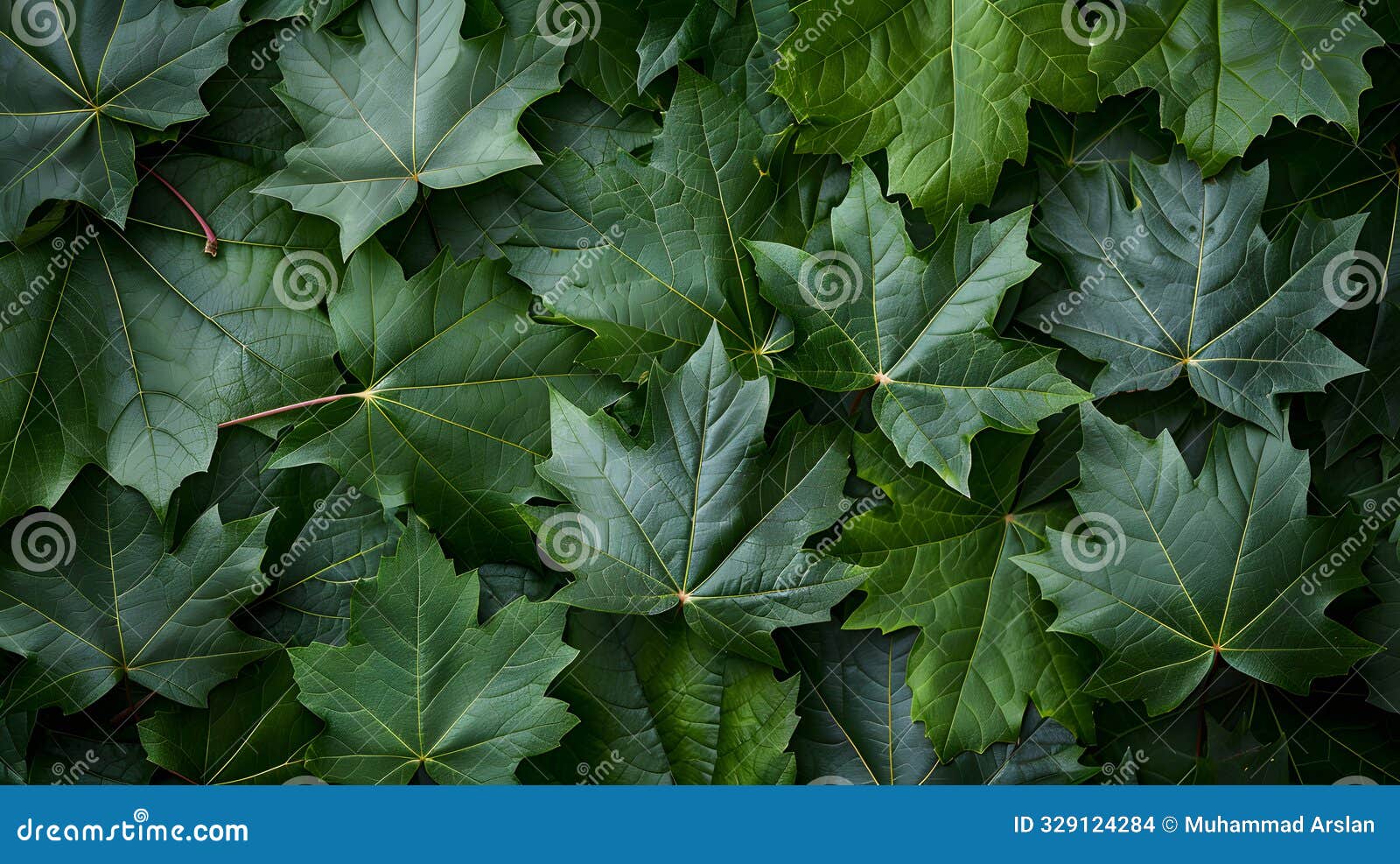 Maple Tree Leaves Background with Light Green Leaves and Warm Sunlight ...