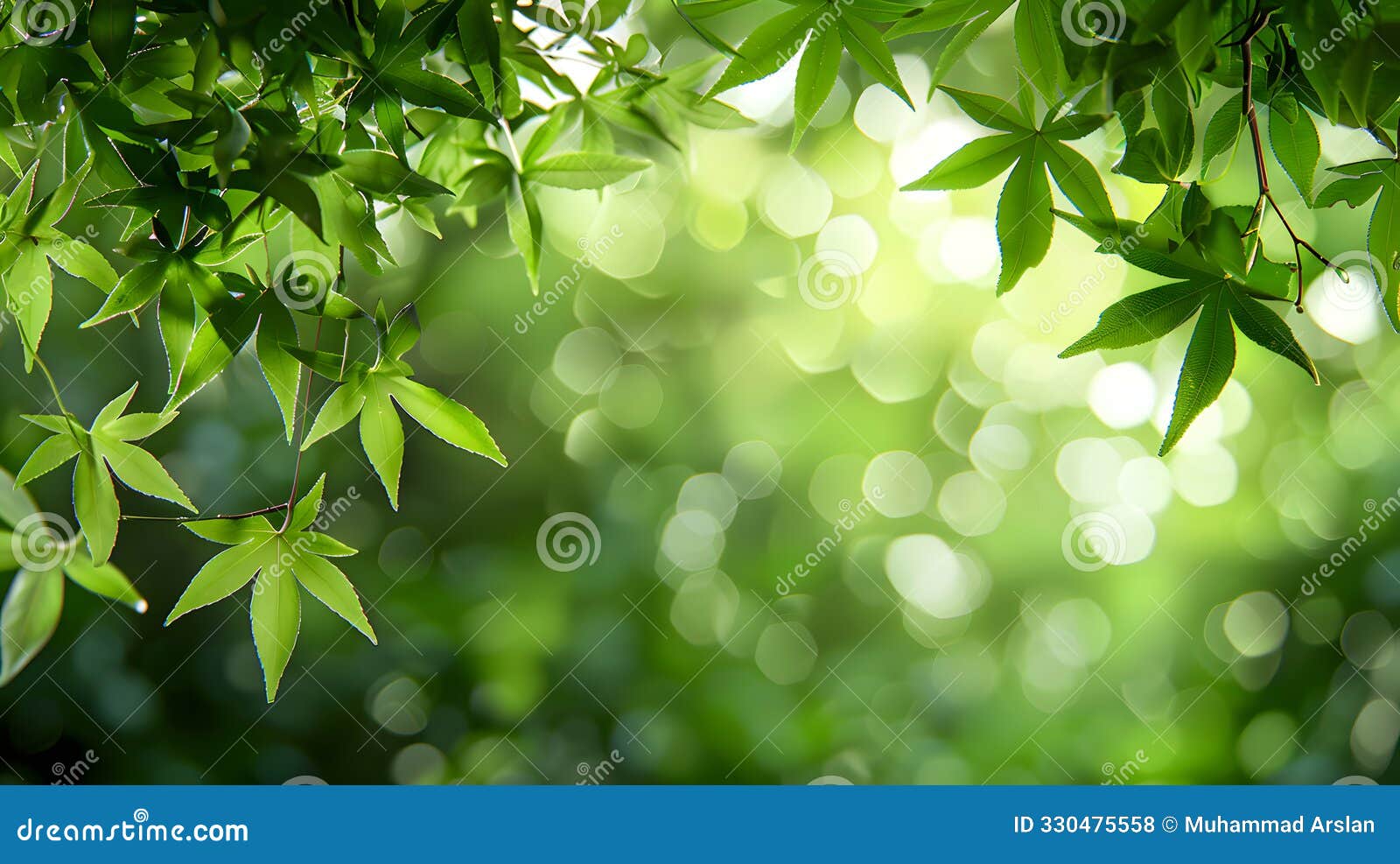 Maple Tree Leaves Background with Light Green Leaves and Warm Sunlight ...