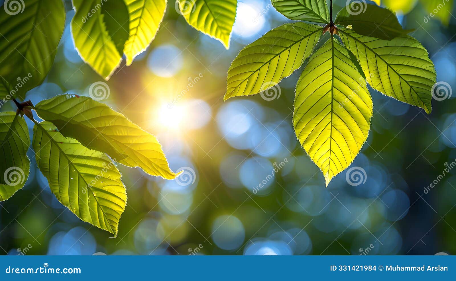Maple Tree Leaves Background with Light Green Leaves and Warm Sunlight ...