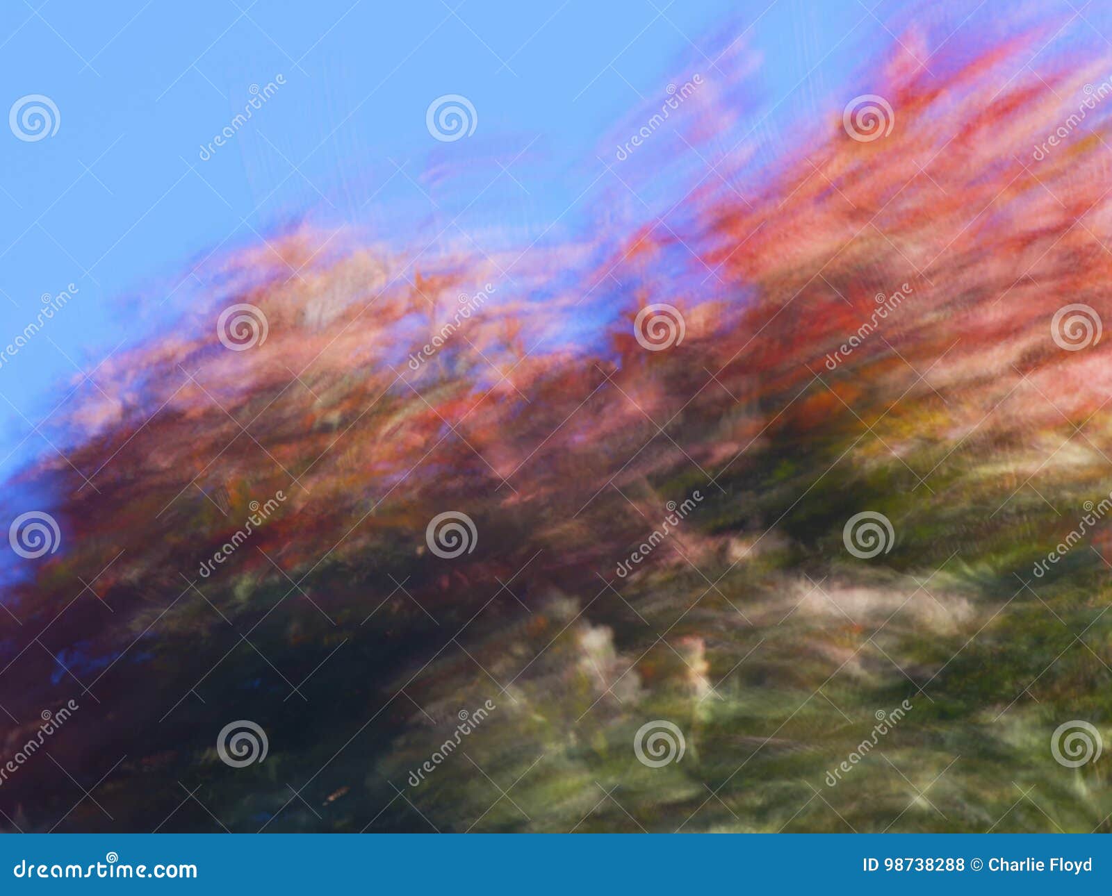 Maple Tree Leaves Blown by the Wind in Fall Stock Photo - Image of ...