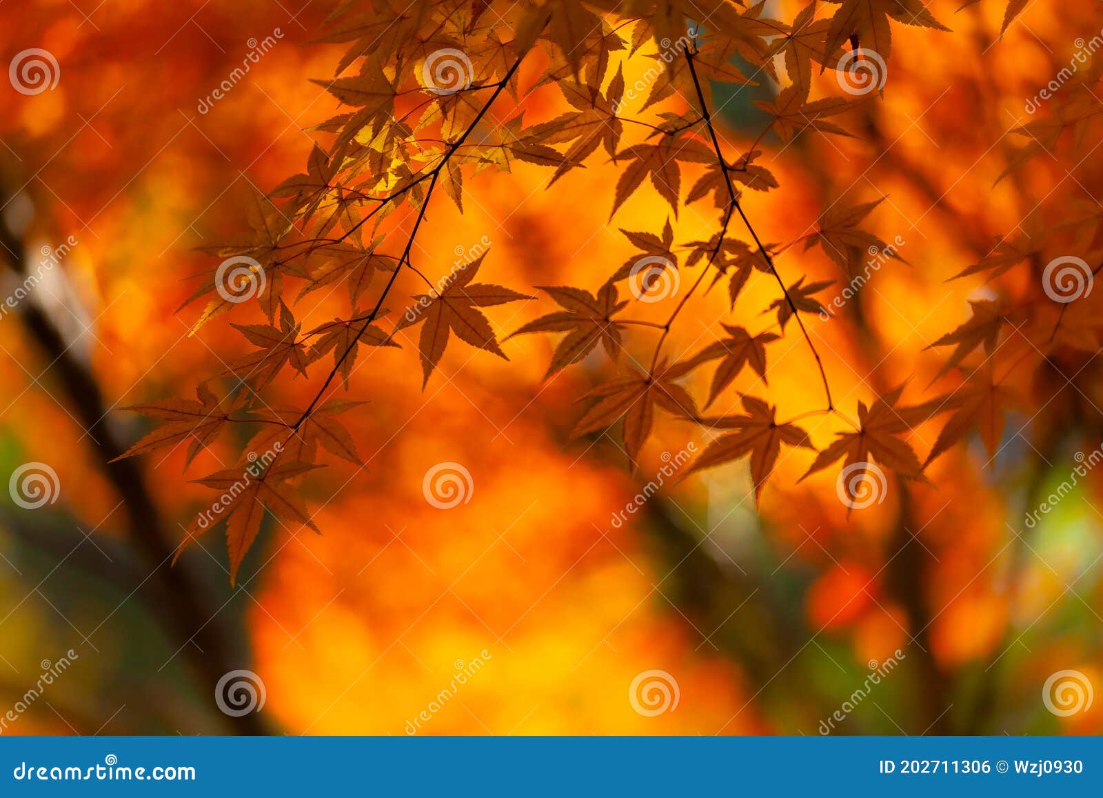 Maple Tree Leaves on Branch in Fall Stock Photo - Image of colour ...