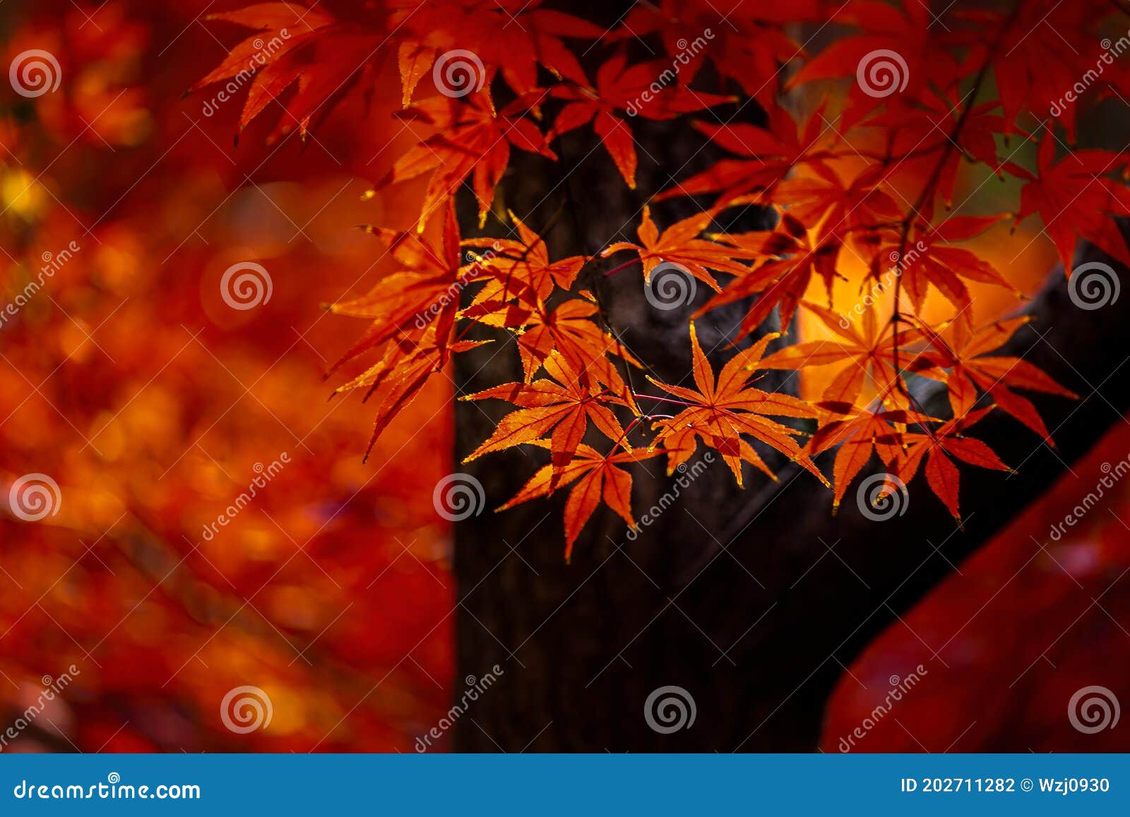 Maple Tree Leaves on Branch in Fall Stock Photo - Image of clear, focus ...