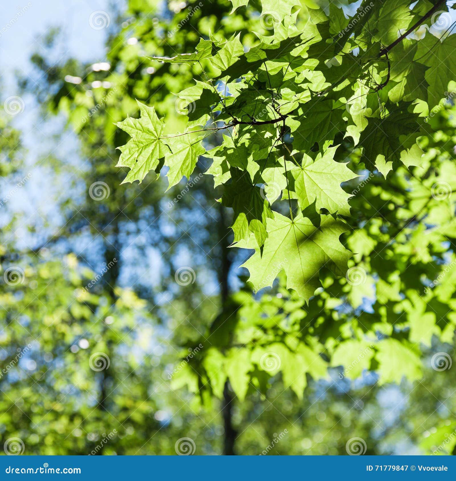 Maple Tree Leaves Close Up in Green Forest Stock Image - Image of tree ...