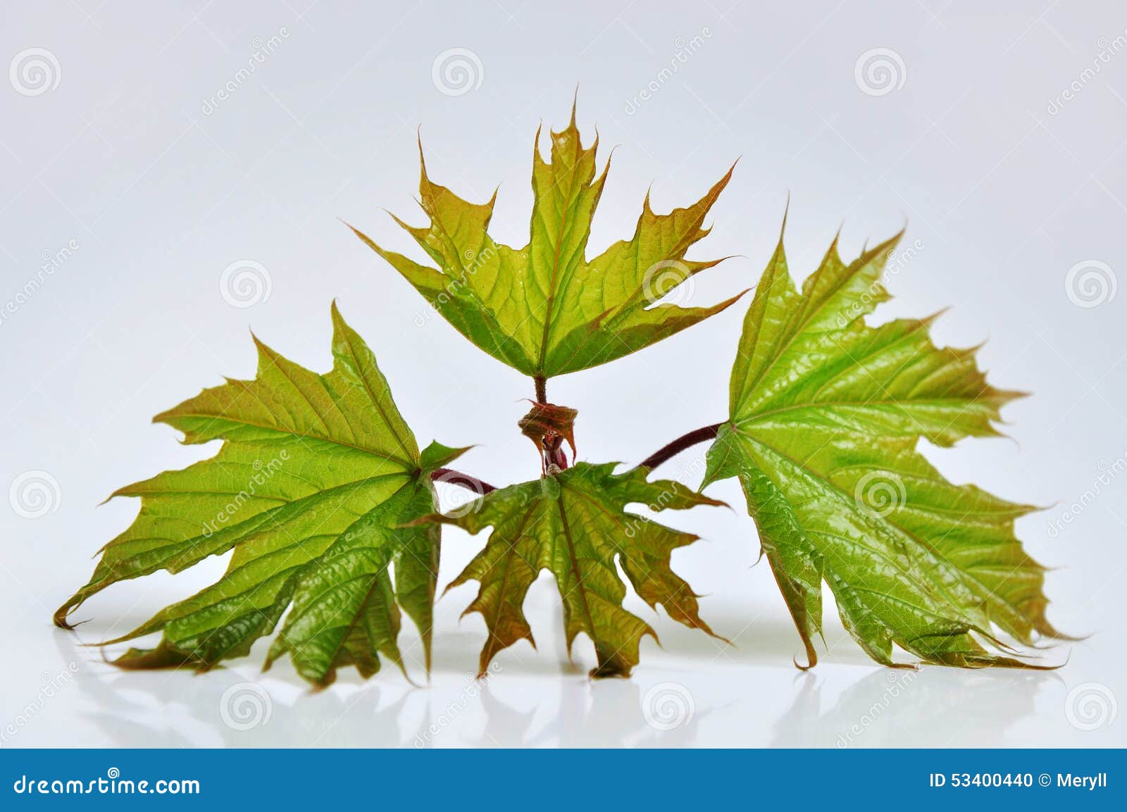 Maple tree leaves stock photo. Image of acer, texture - 53400440
