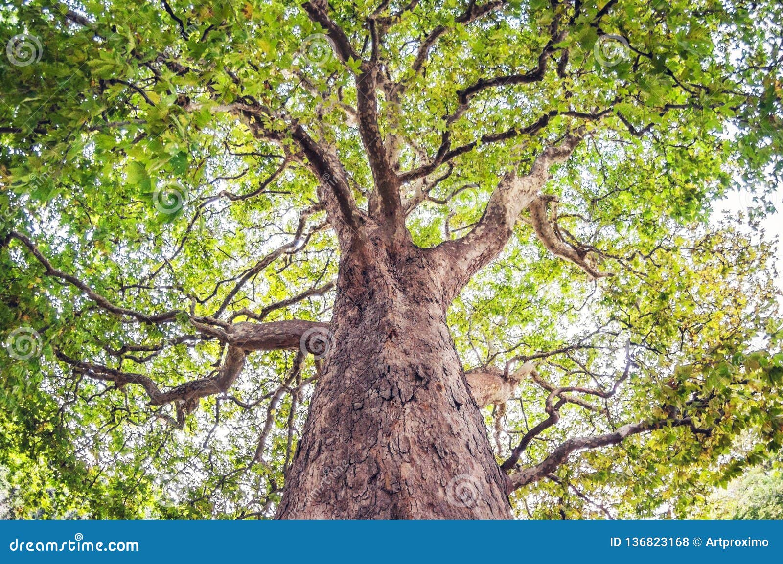 Maple Tree Leaves with Colorful Branches. Bottom View Stock Photo ...