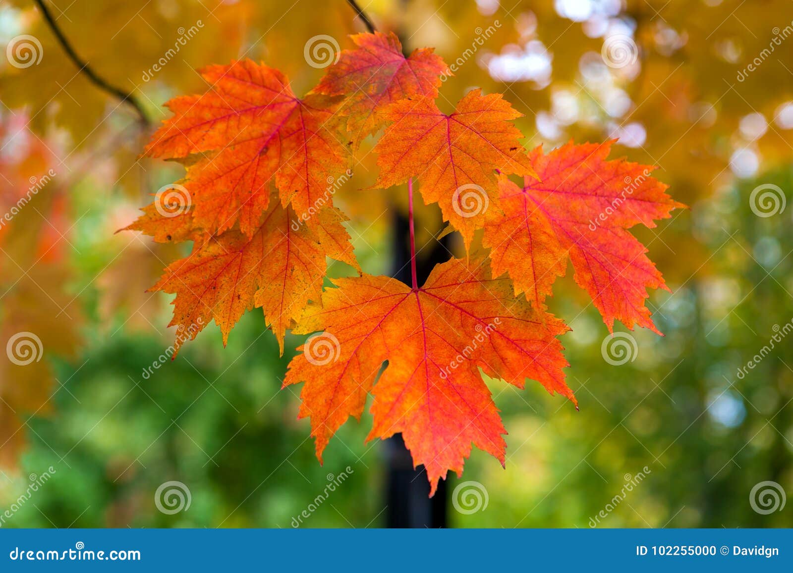 Maple Tree Leaves in Fall Color Closeup Stock Photo - Image of leaves ...