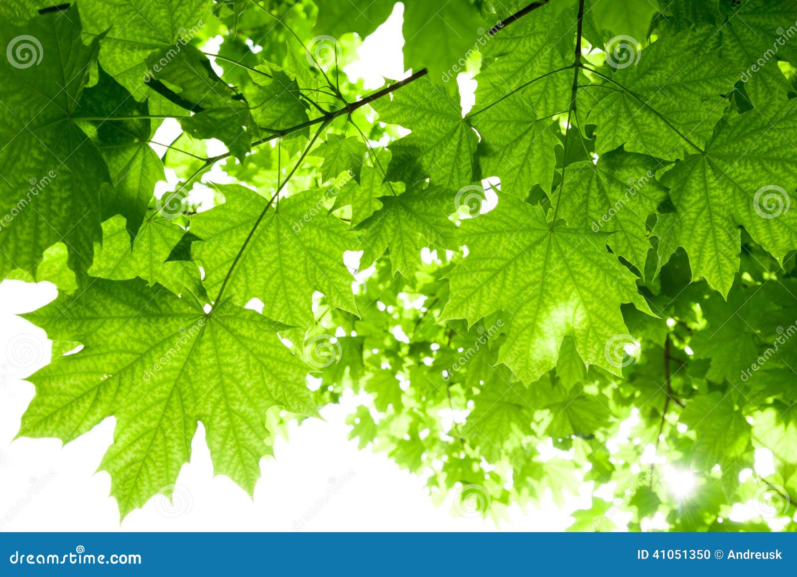 Maple tree leaves stock photo. Image of foliage, tree - 41051350