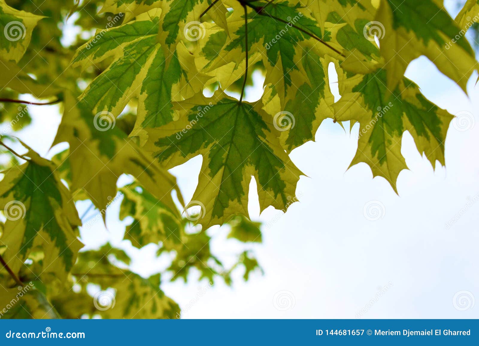 Maple tree leaves stock image. Image of green, grow - 144681657
