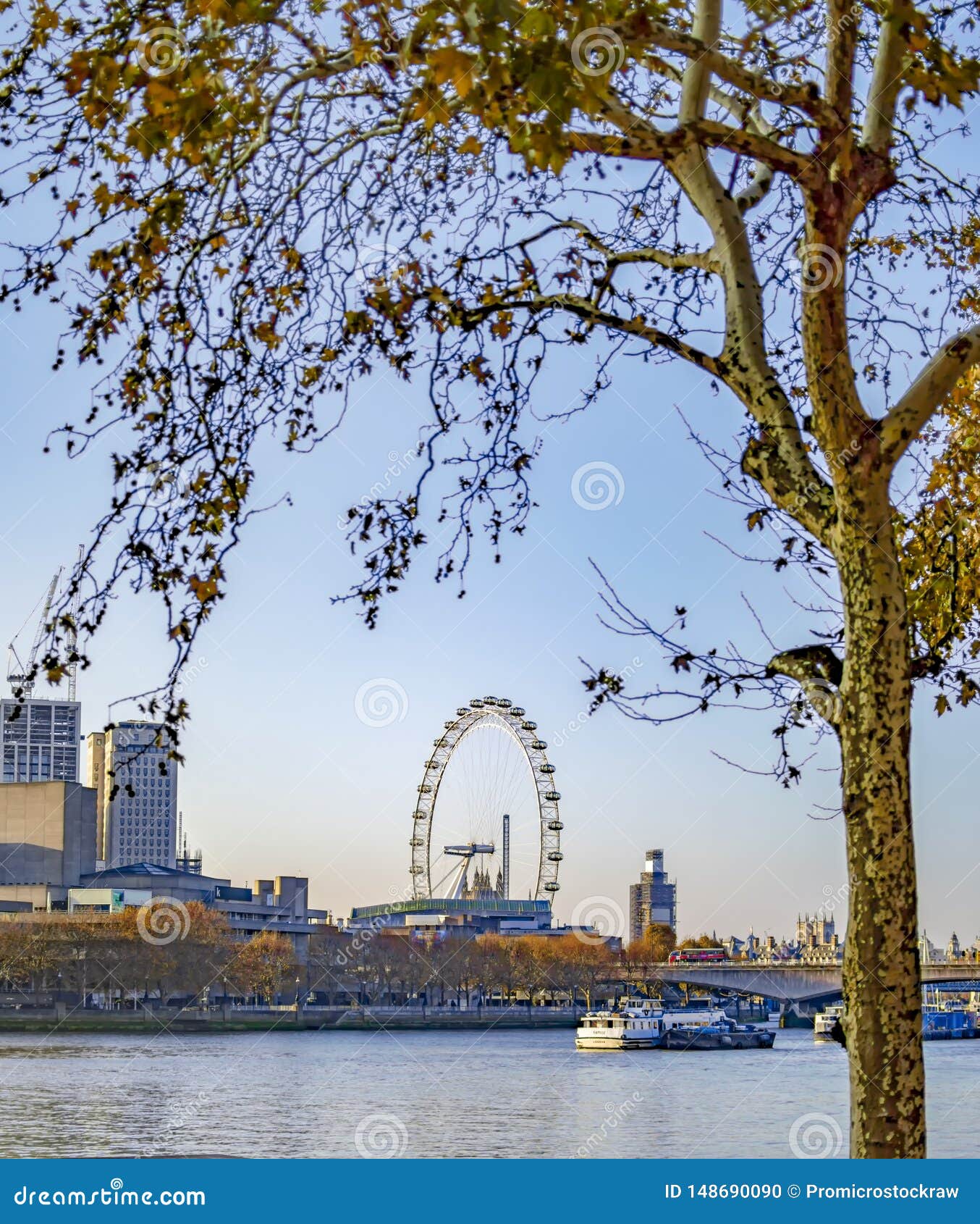 Maple Tree and London Eye Across the River Thames Editorial Image ...
