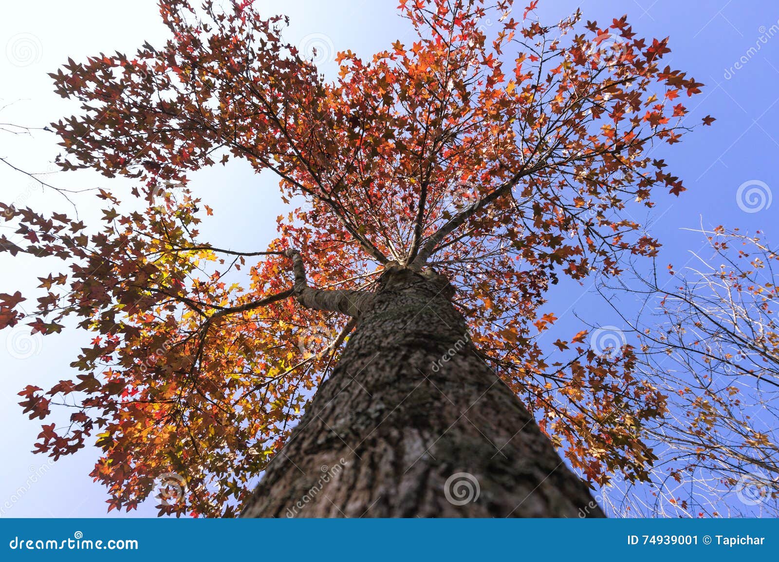 16,921 Maple Tree Top Stock Photos - Free & Royalty-Free Stock Photos ...