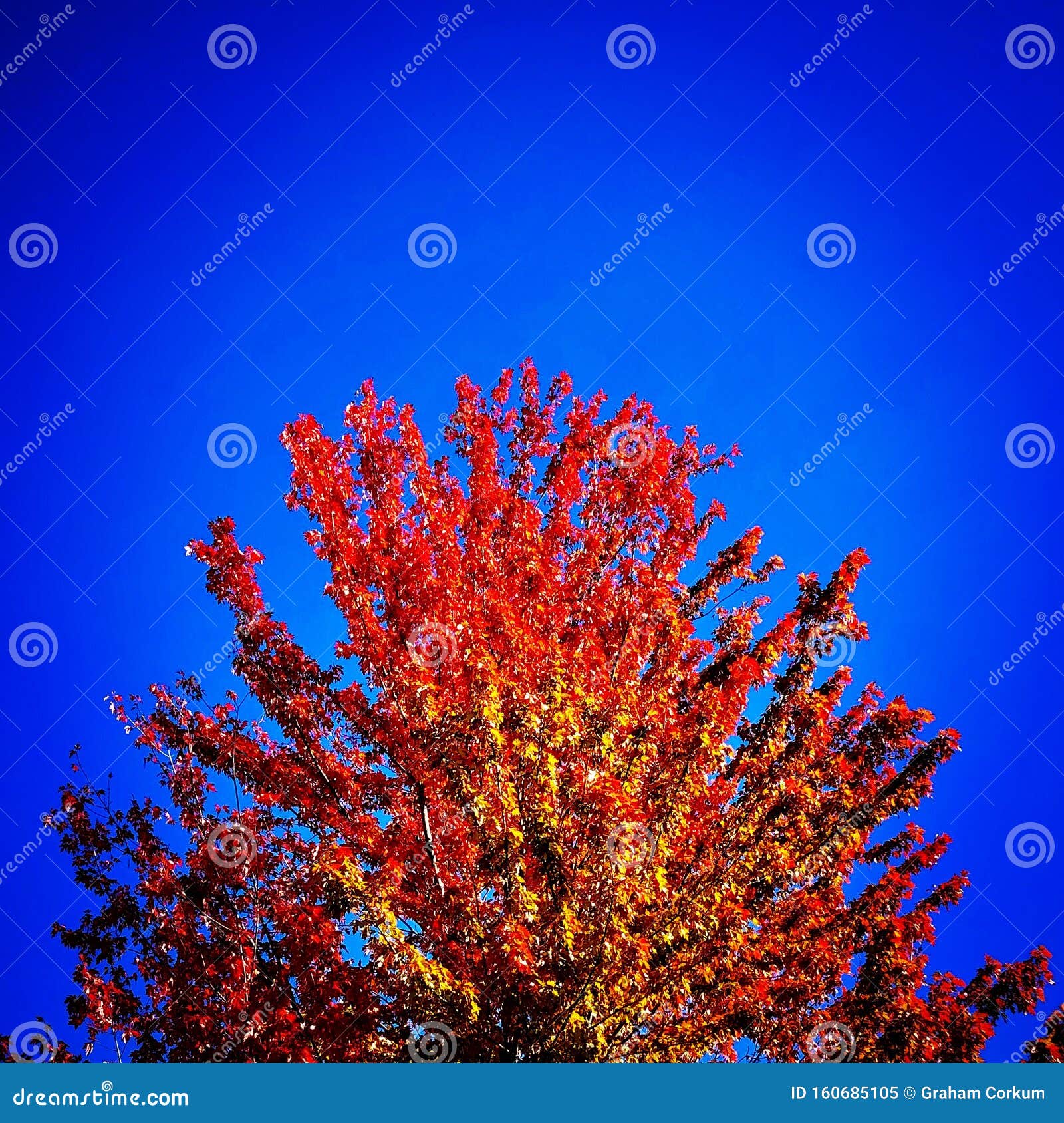 Maple tree stock image. Image of bright, background - 160685105