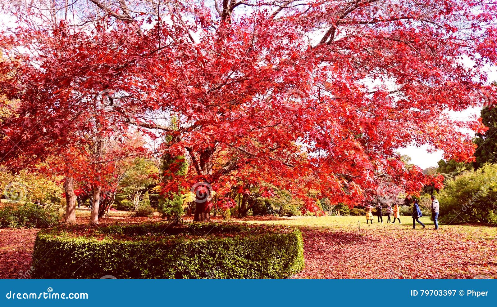 Maple Tree @ Mount Wilson Gardens Editorial Photography - Image of ...