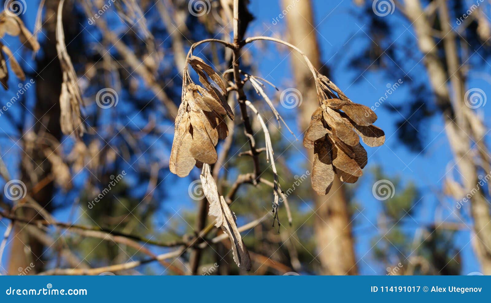 The Maple Tree in My Camera Lens Stock Image - Image of leaves, nature ...