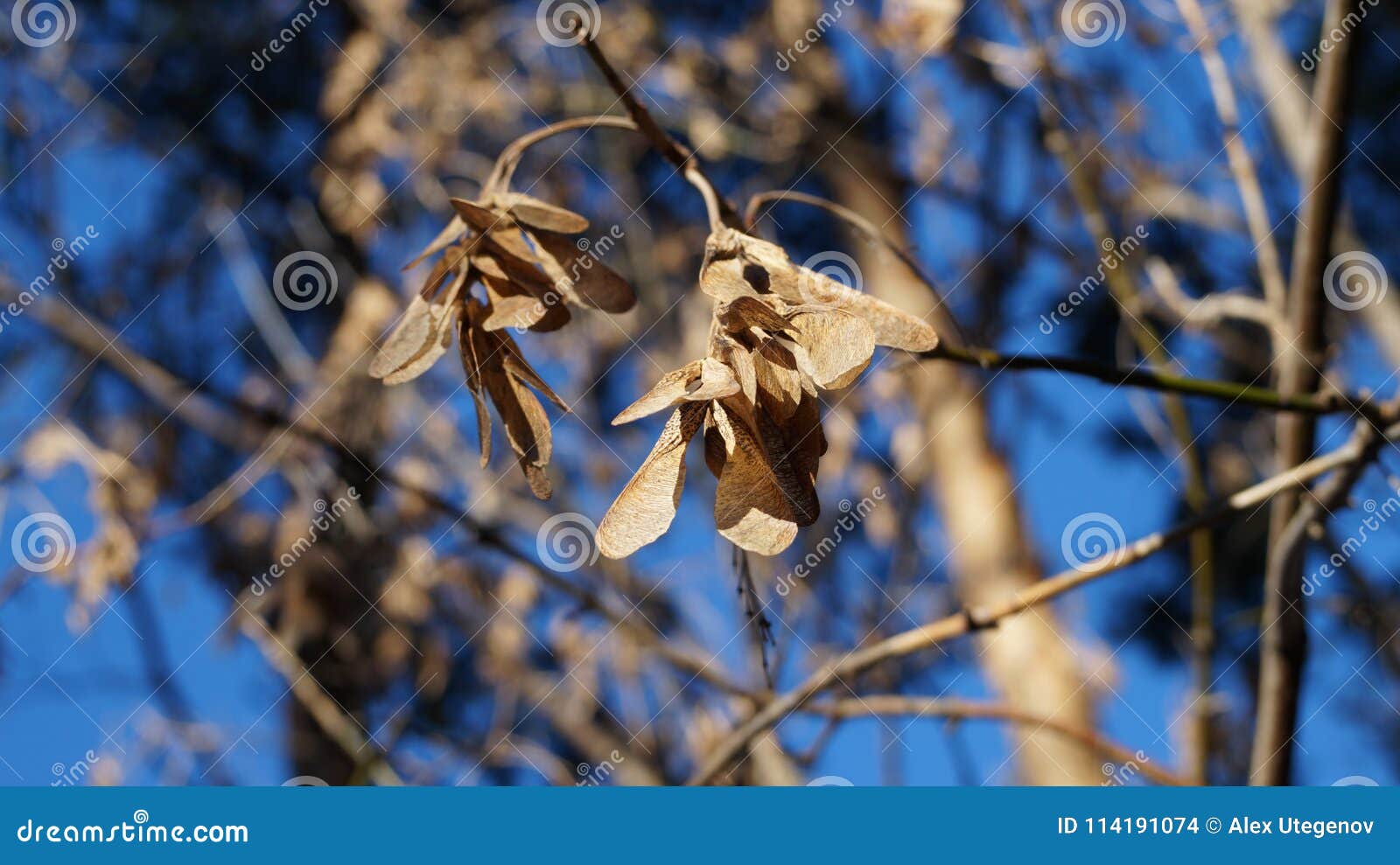 The Maple Tree in My Camera Lens Stock Photo - Image of stunningly ...