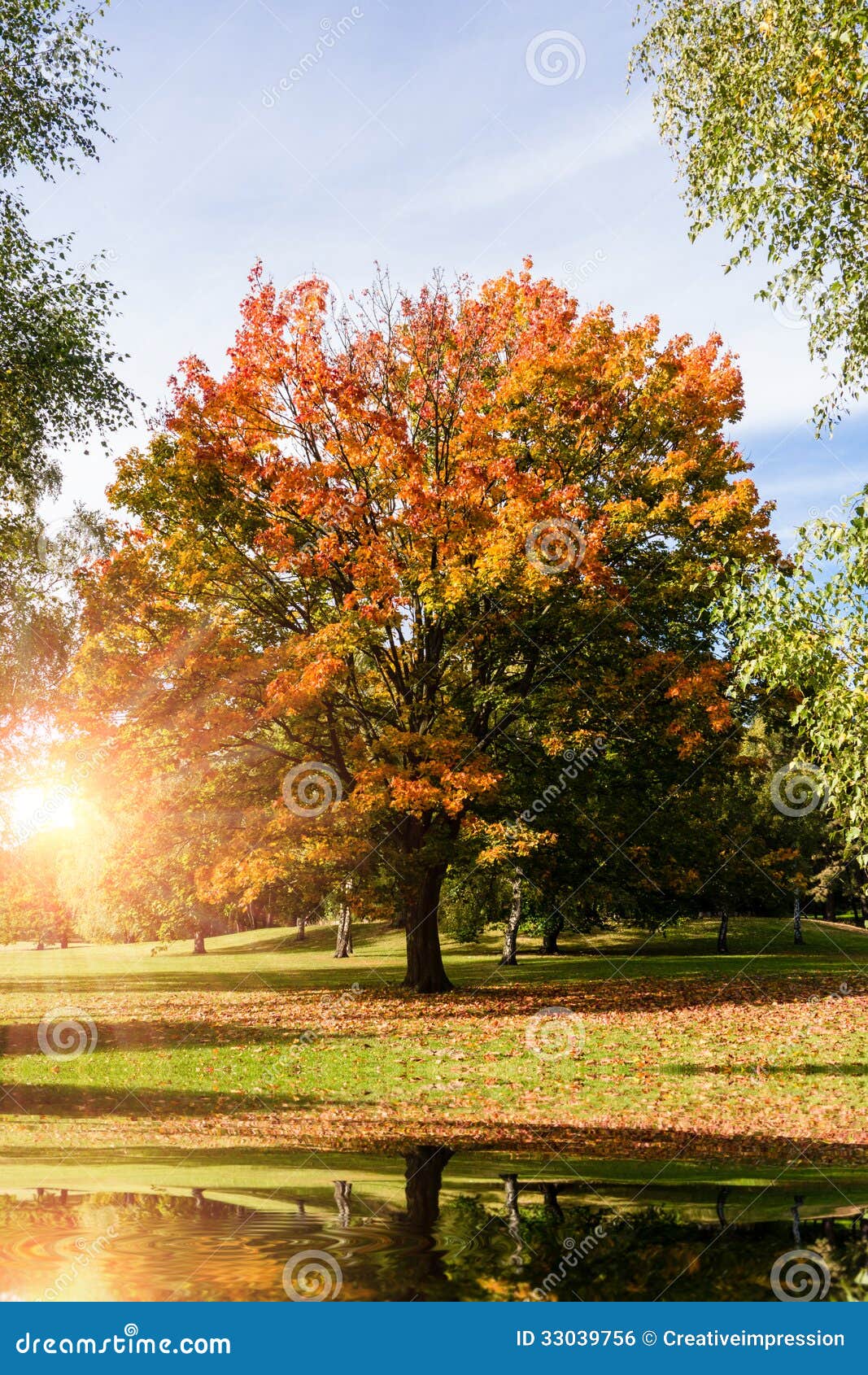Maple tree near a lake stock photo. Image of beautiful - 33039756