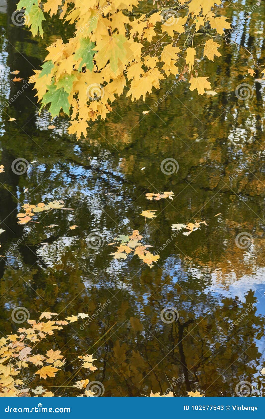 Maple Tree Near the Water in Autumn Stock Image - Image of background ...