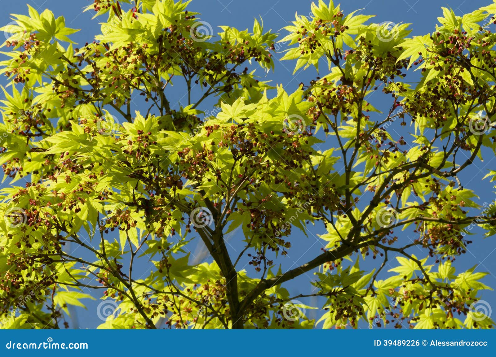 Maple Tree New Leaves and Flower Buds Stock Photo - Image of colorful ...