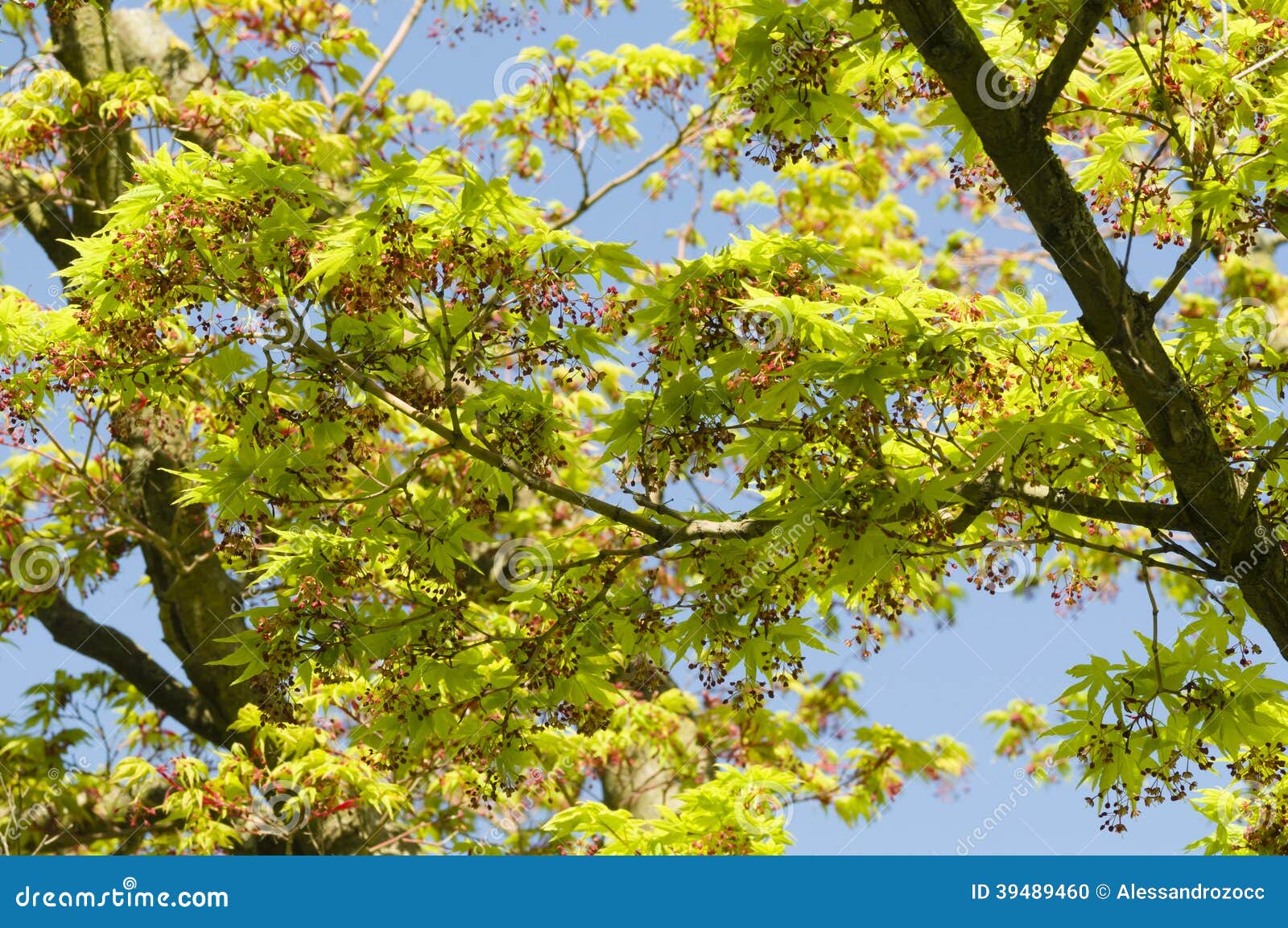 Maple Tree New Leaves and Flower Buds Stock Photo - Image of abstract ...