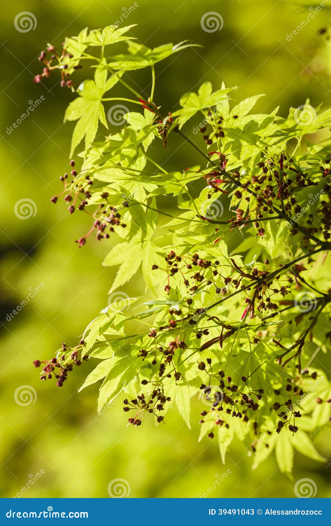 Maple Tree New Leaves and Flower Buds Stock Image - Image of bright ...