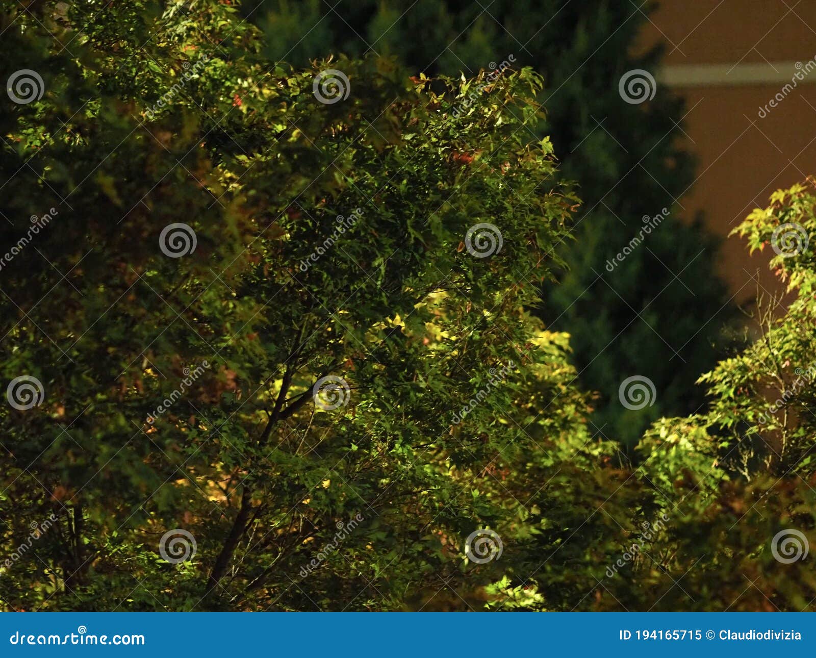 Maple tree at night stock image. Image of nature, maple - 194165715